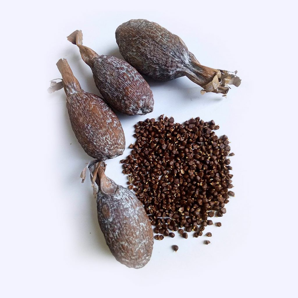 Alligator Pepper X2 — Martking